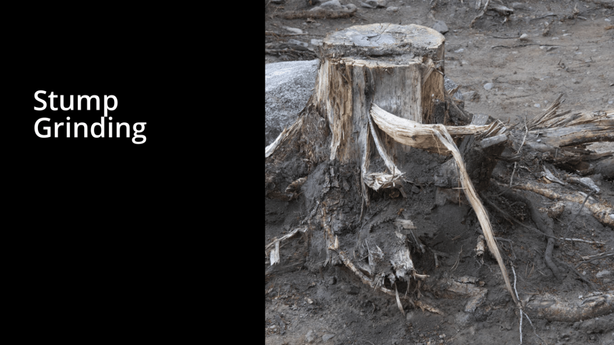 Stump Grinding Company in Gilbert - All About Trees AZ