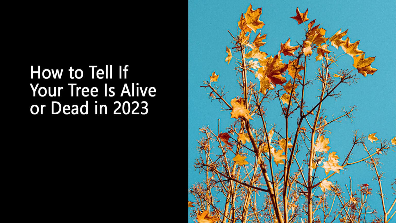 How to Tell If Your Tree Is Alive or Dead in 2023 - All About Trees ...