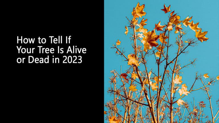 How to Tell If Your Tree Is Alive or Dead in 2023 - All About Trees ...