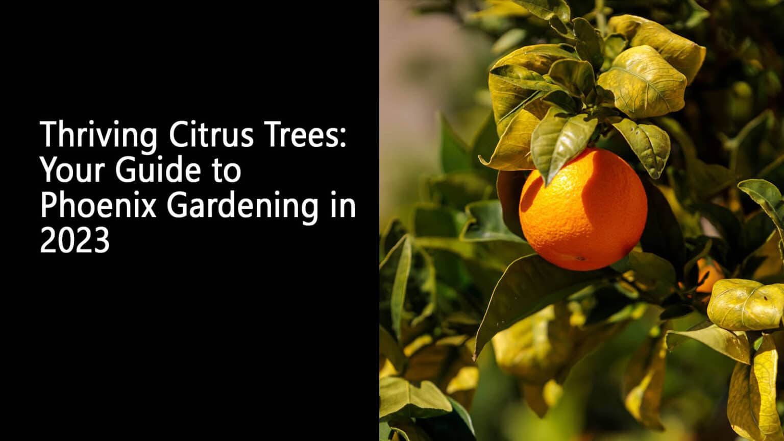 Thriving Citrus Trees: Guide to Phoenix Gardening 2023 - All About ...