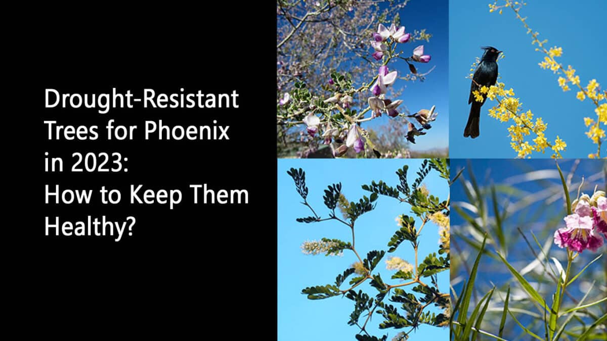 Drought-resistant Trees for Phoenix in 2023 - All About Trees Certified ...