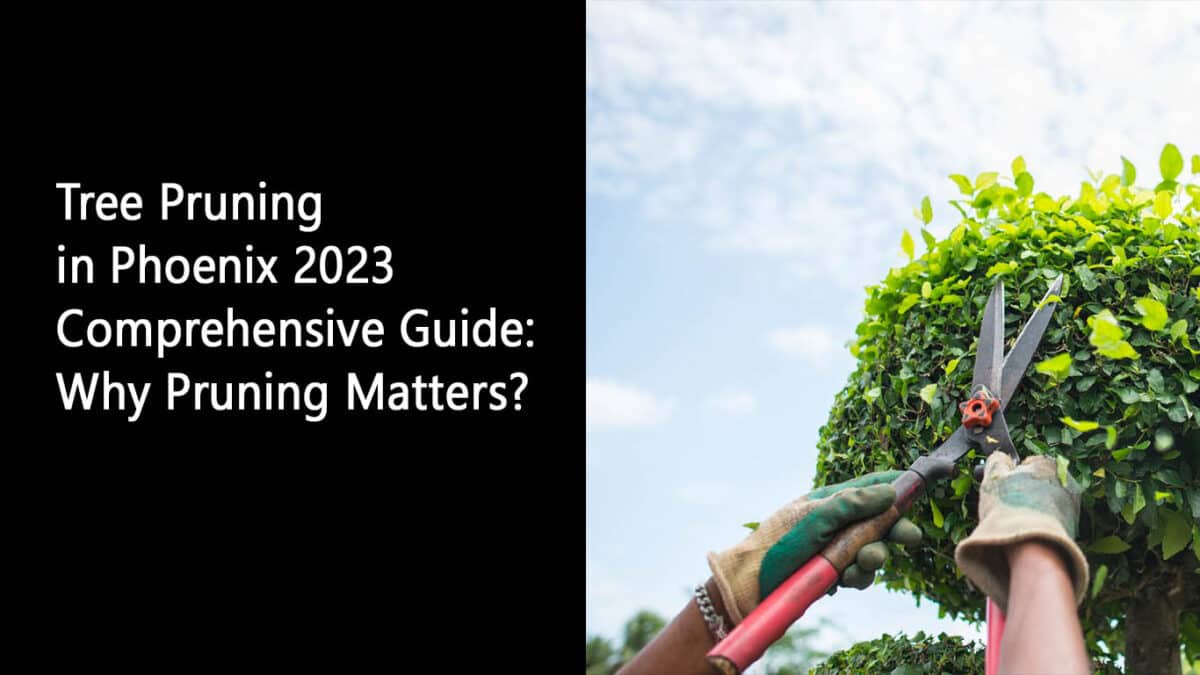 Tree Pruning in Phoenix 2023 Comprehensive Guide - All About Trees Certified Arborist in Arizona