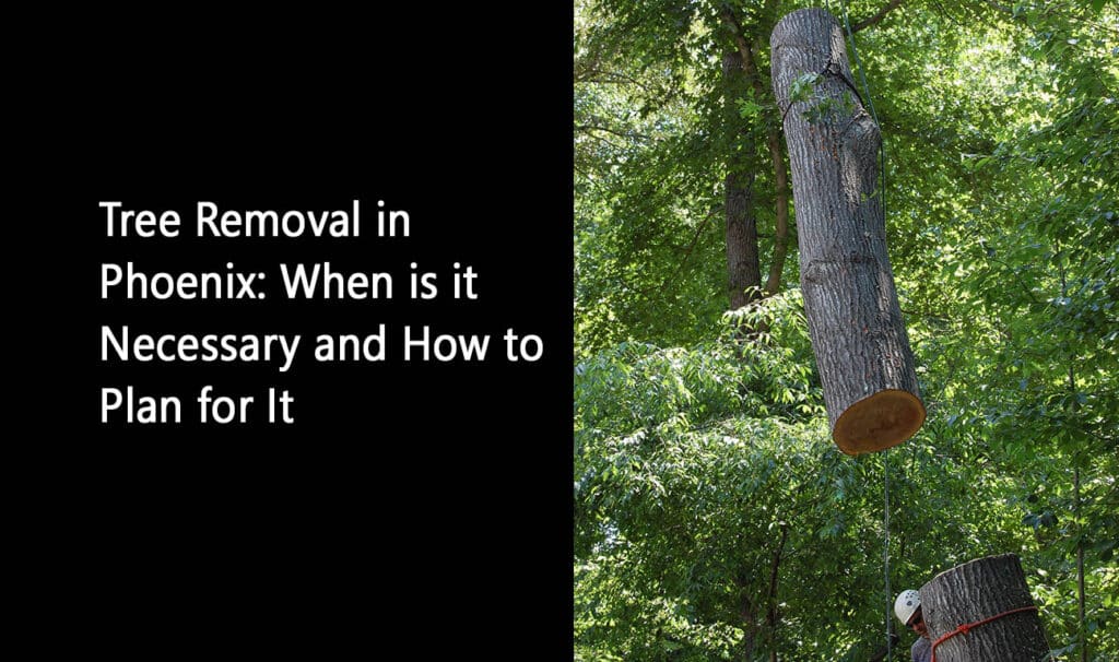 Tree Removal in Phoenix When and How to Plan For It - All About Trees ...