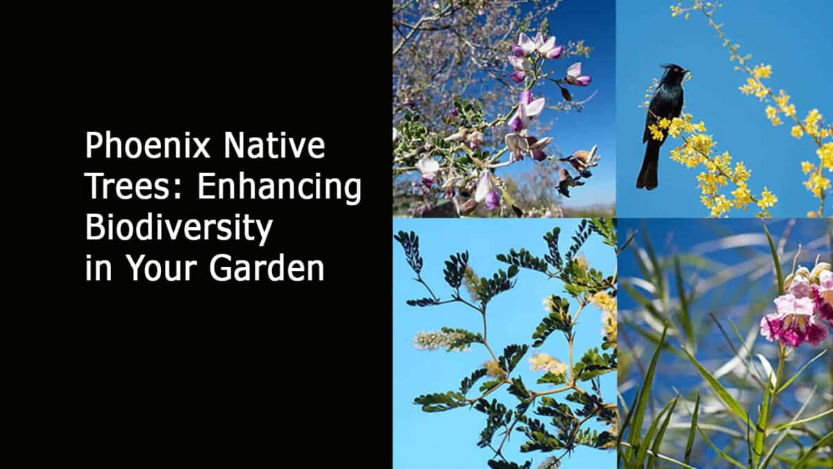 Phoenix Native Trees: Enhancing Biodiversity in Your Garden - All About ...