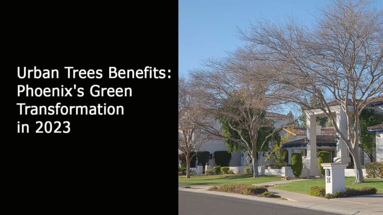 Urban Trees Benefits: Phoenix's Urban Transformation - All About Trees ...