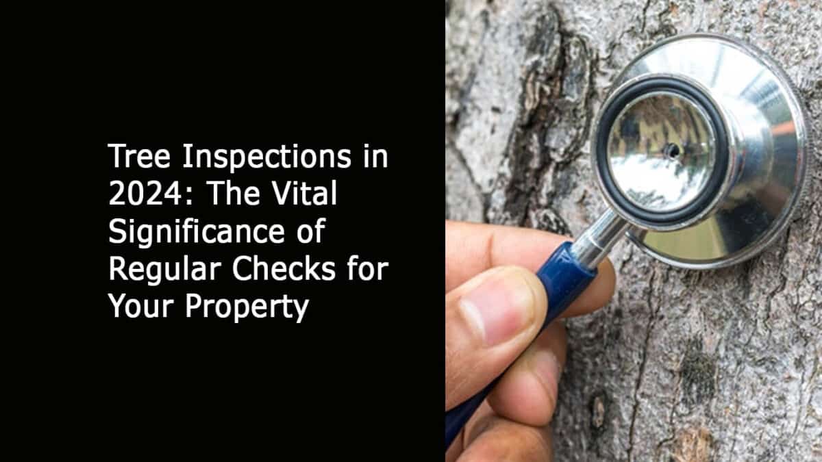 Tree Inspections in 2024: Significance of Regular Checks - All About ...