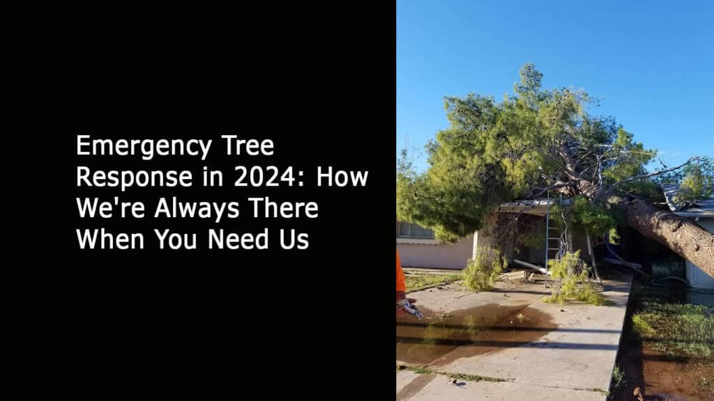 Emergency Tree Response: We Are Always There for You - All About Trees ...