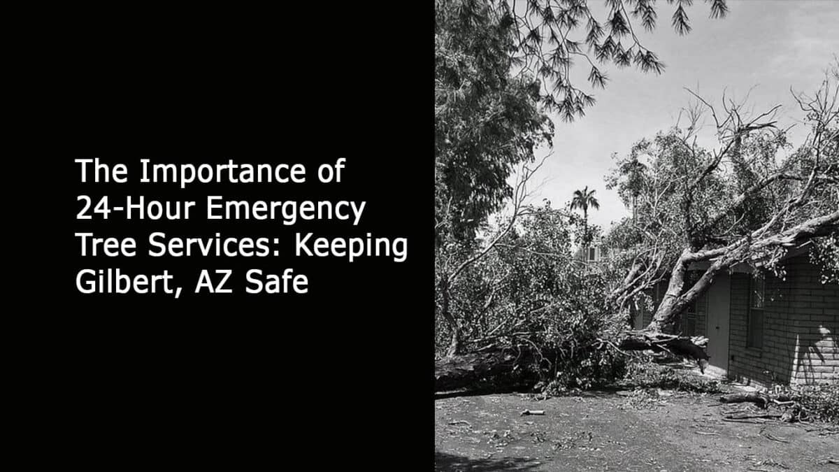 24-Hour Emergency Tree Services: Keeping Gilbert, AZ Safe - All About ...