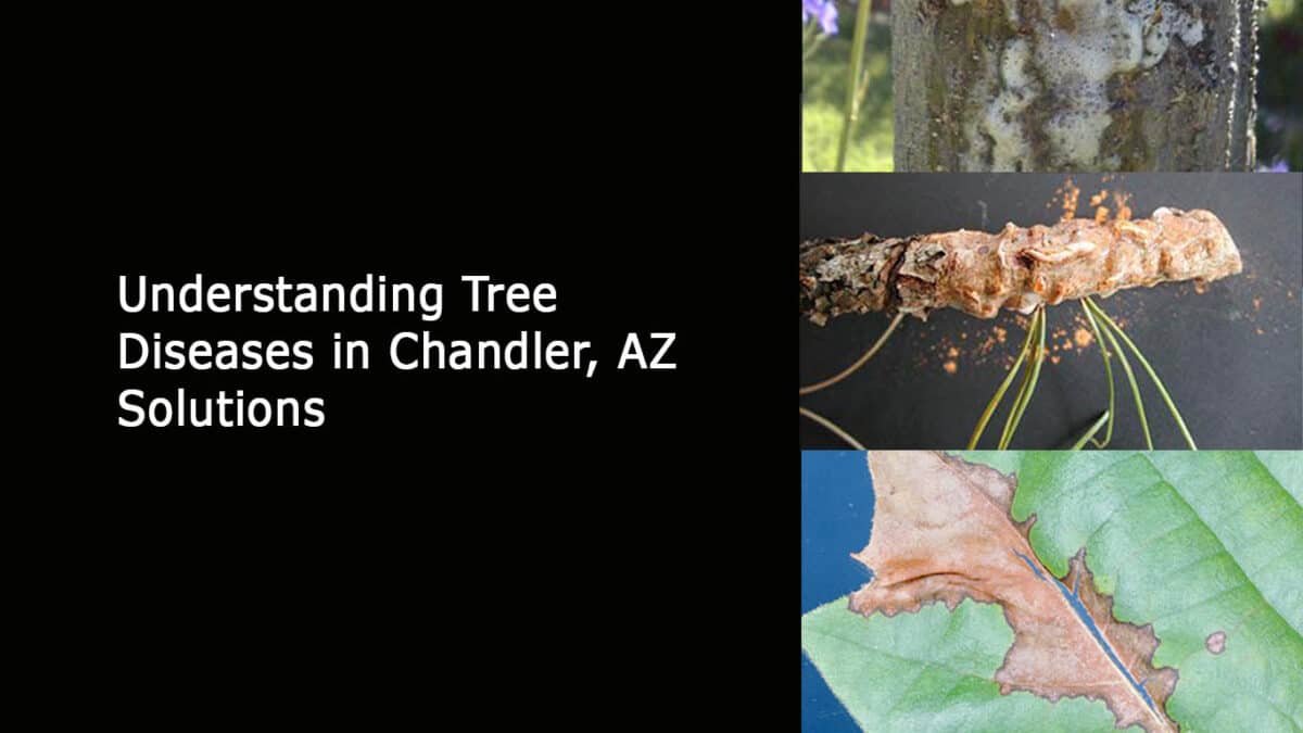 Tree Diseases in Chandler: Understanding the Solutions - All About ...