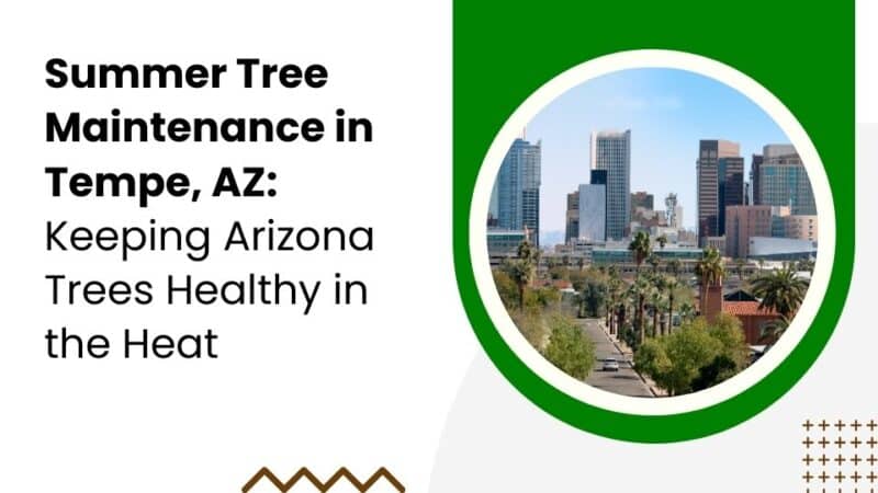 Summer Tree Maintenance in Tempe, AZ: Keeping Trees Healthy - All About ...