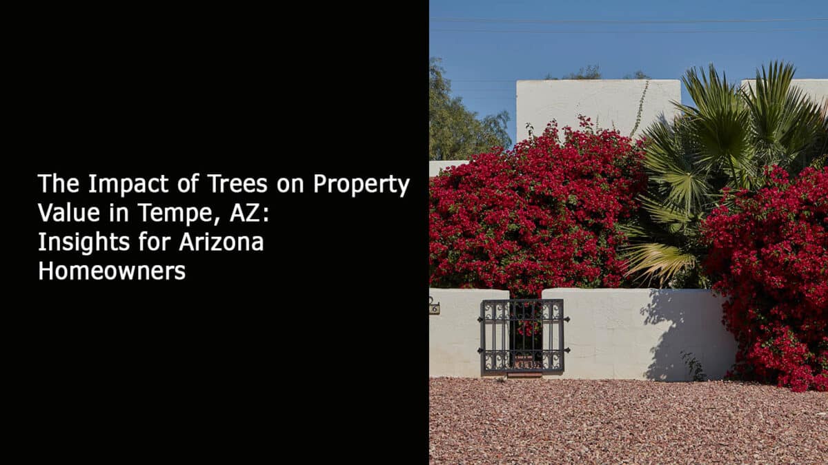 Trees and Property Value: Insights for Tempe Arizona Homeowners - All ...