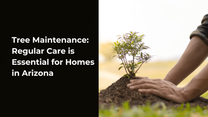 Tree Maintenance: Regular Care is Essential for Homes in Arizona - All ...